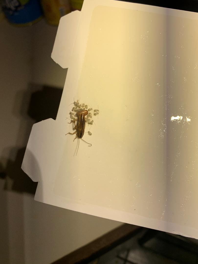 Pest Control in Hollywood FL | Misla Pest Solutions