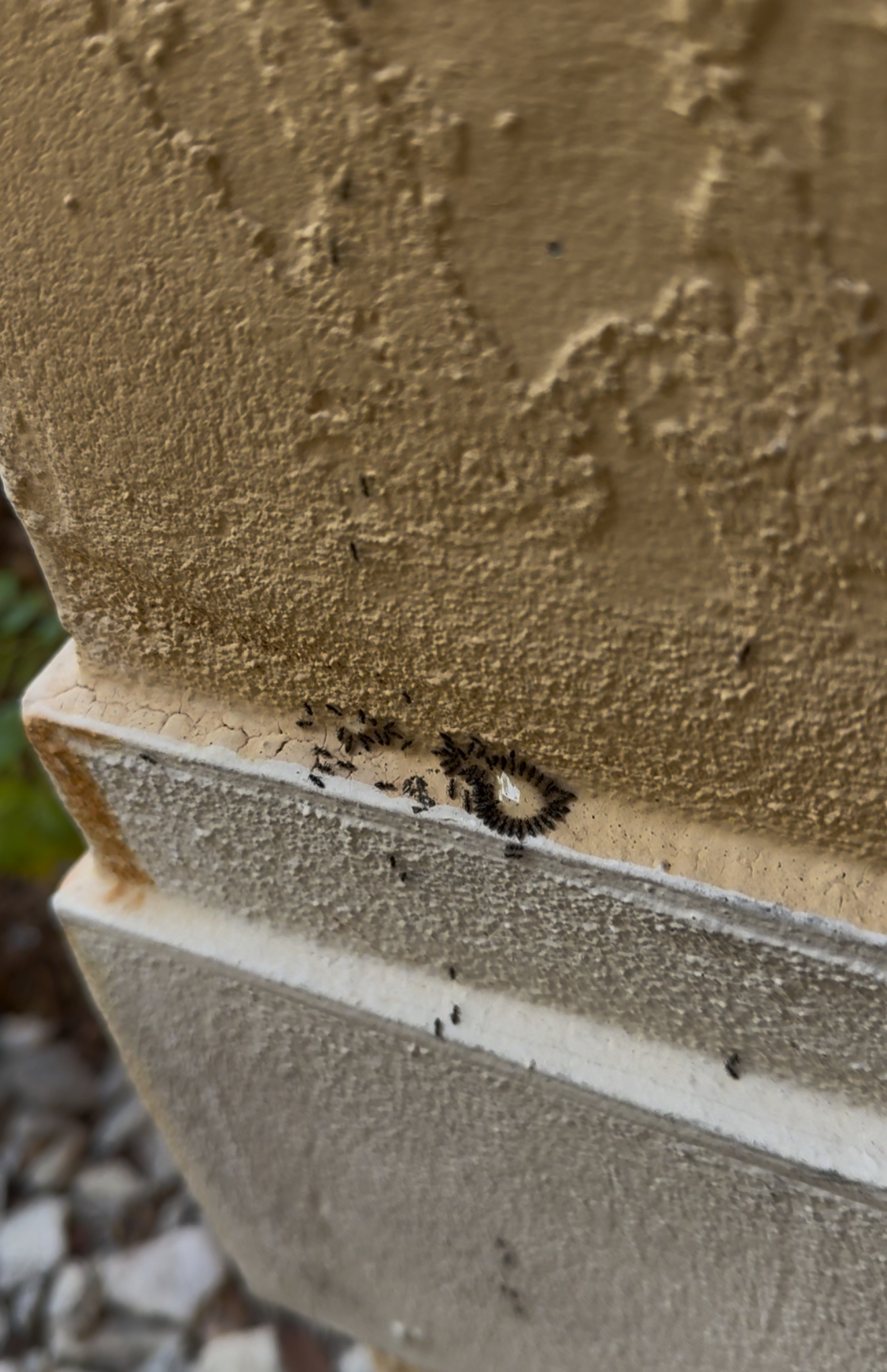 Fort Lauderdale Pest Control